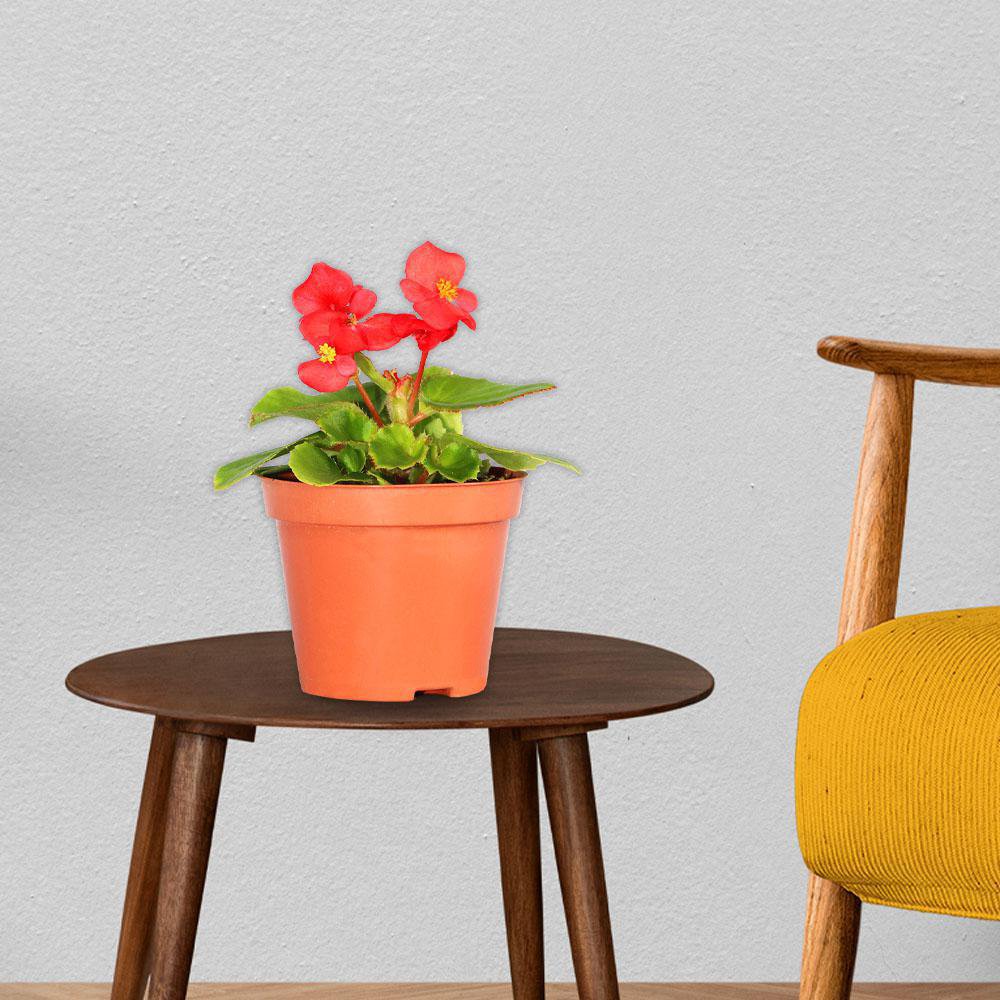 Planta Natural Tropical 6 - Florasol - Empresas Cemaco